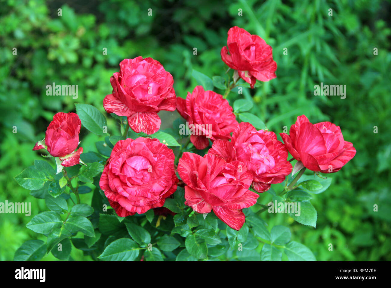 Bouquet of red roses growing in garden. Red roses blossom in summer ...