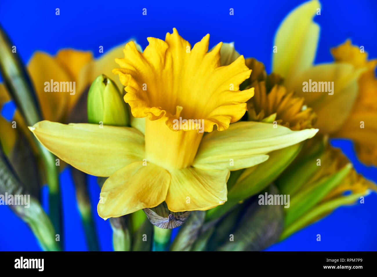 A bouquet of yellow daffodil in spring on a blue background Stock Photo ...