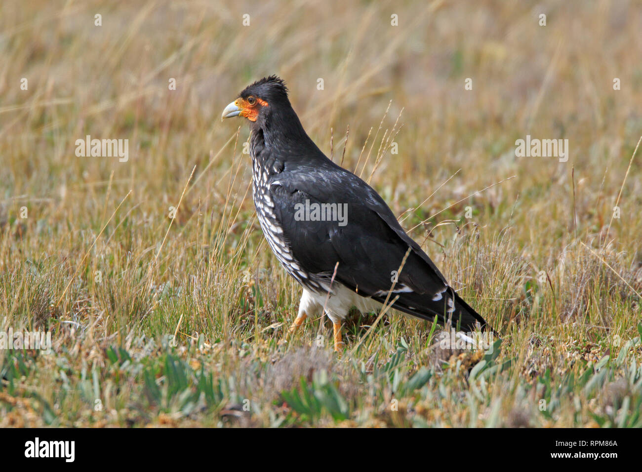 Adult Carunculated Caracara on the paramo grasslands at Antisana ...