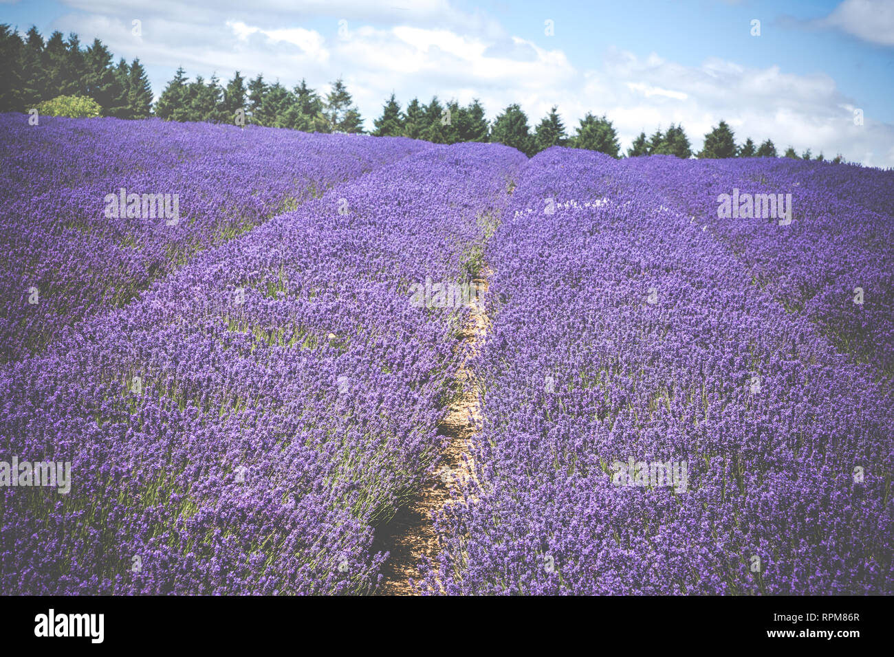 Rows of English lavender in fields at Snowshill, Gloucestershire in the ...