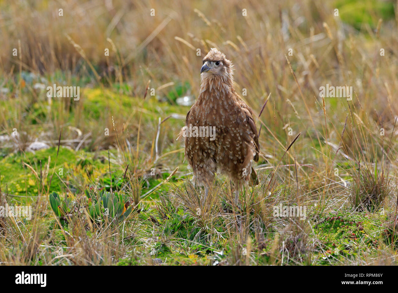Juvenile caracara hi-res stock photography and images - Alamy