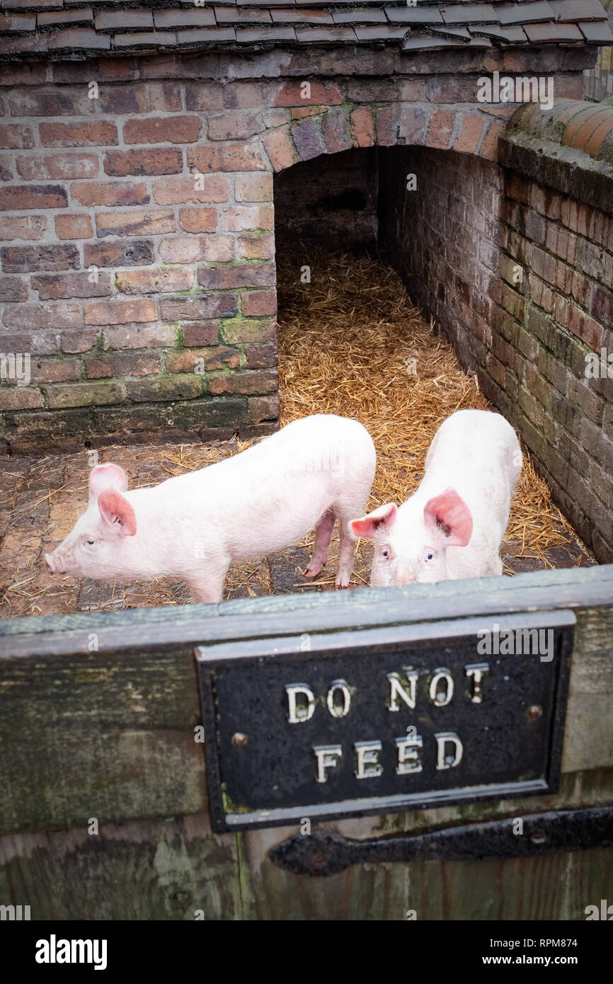 Pig sty hi-res stock photography and images - Alamy