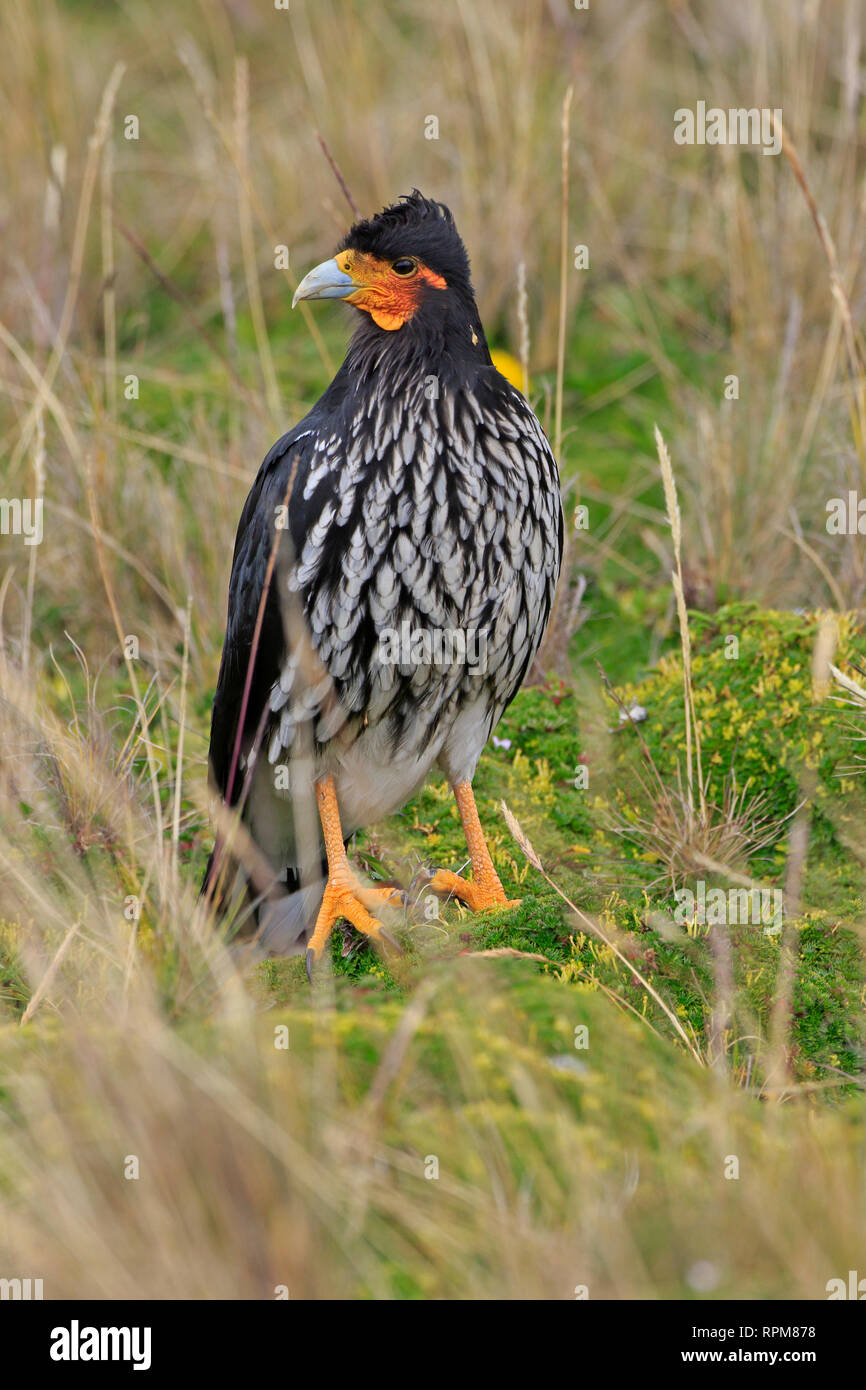 Adult Carunculated Caracara on the paramo grasslands at Antisana ...