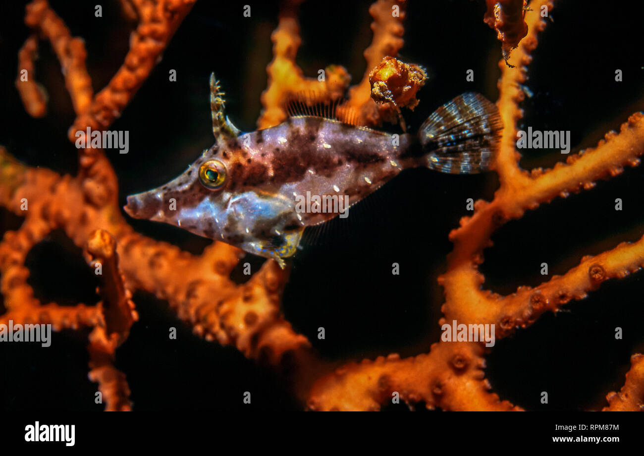 filefish,Monacanthidae,tropical to subtropical tetraodontiform marine ...