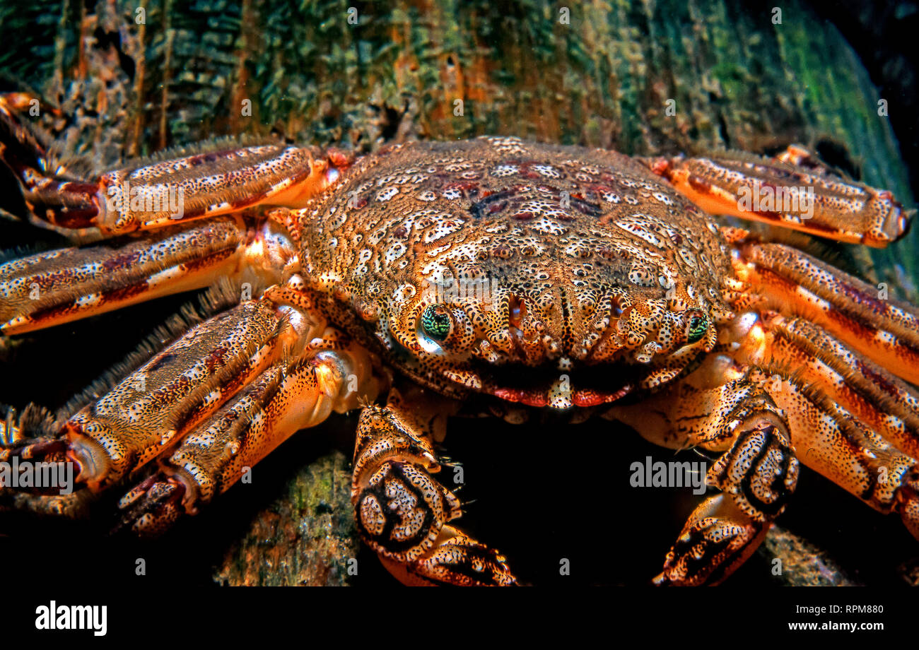 clinging crab at night under pier feeding Stock Photo - Alamy