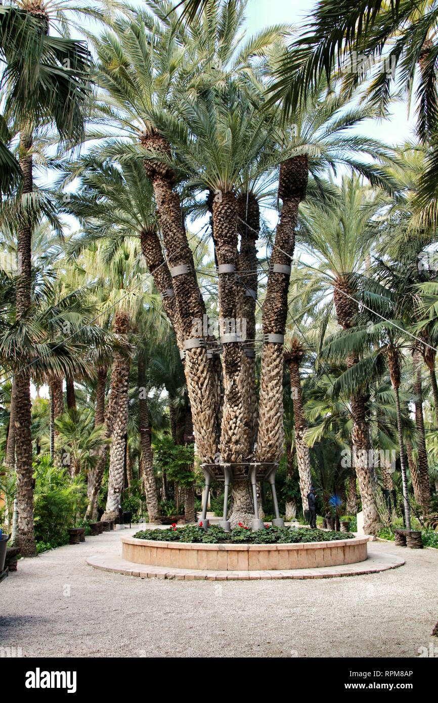 Elche, Alicante, Spain- February 14, 2019: Colossal eight-arm palm tree ...