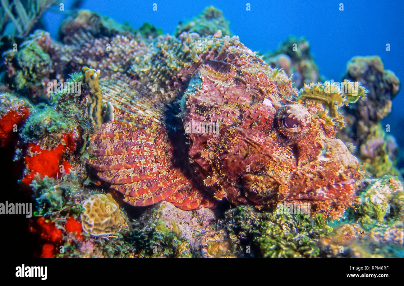 Synanceia, family Synanceiidae, the stonefishes, whose members are ...