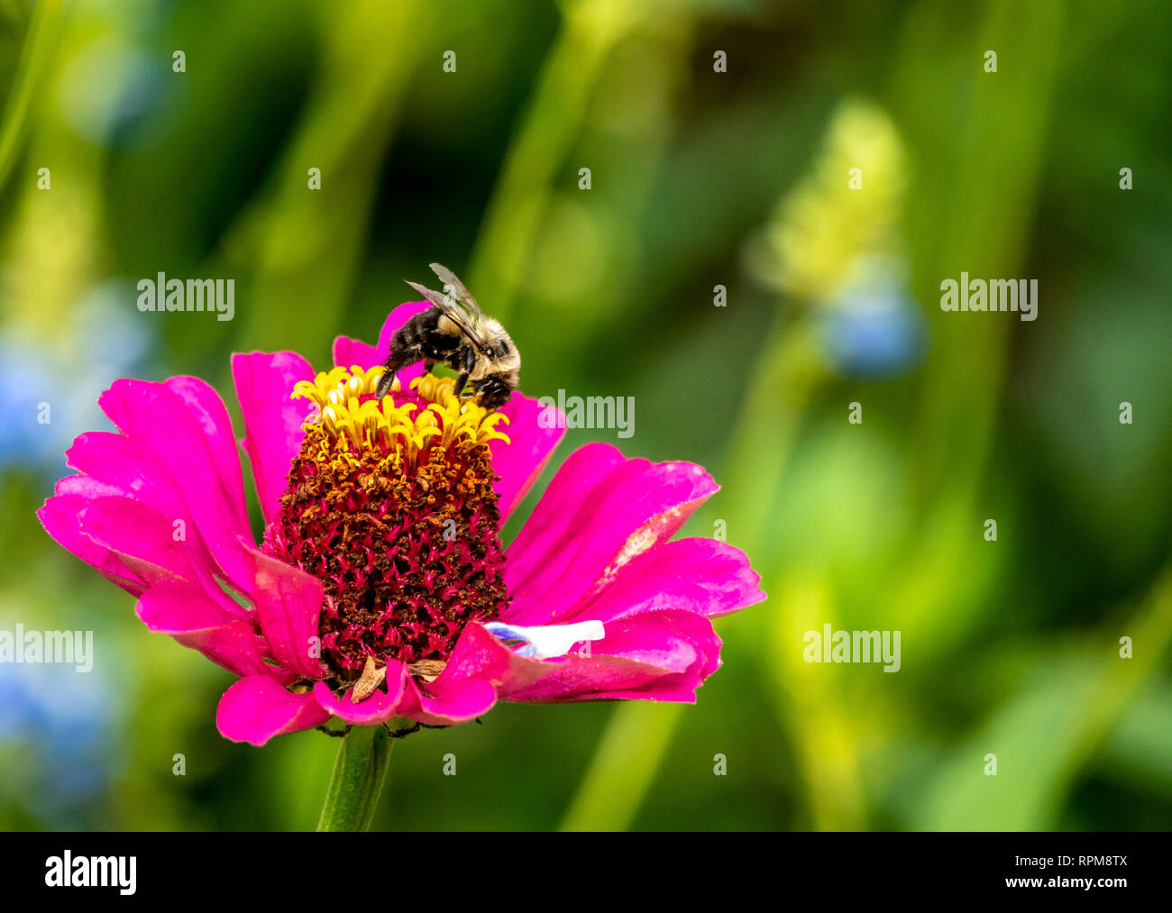 bumblebee or bumble bee, bumble-bee or humble-bee is genus Bombus, part ...