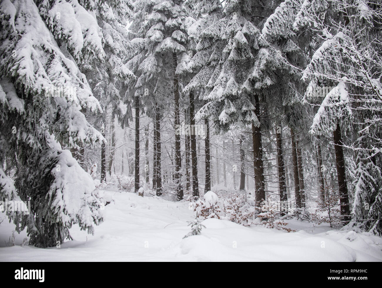 natural winter background - forest Stock Photo - Alamy
