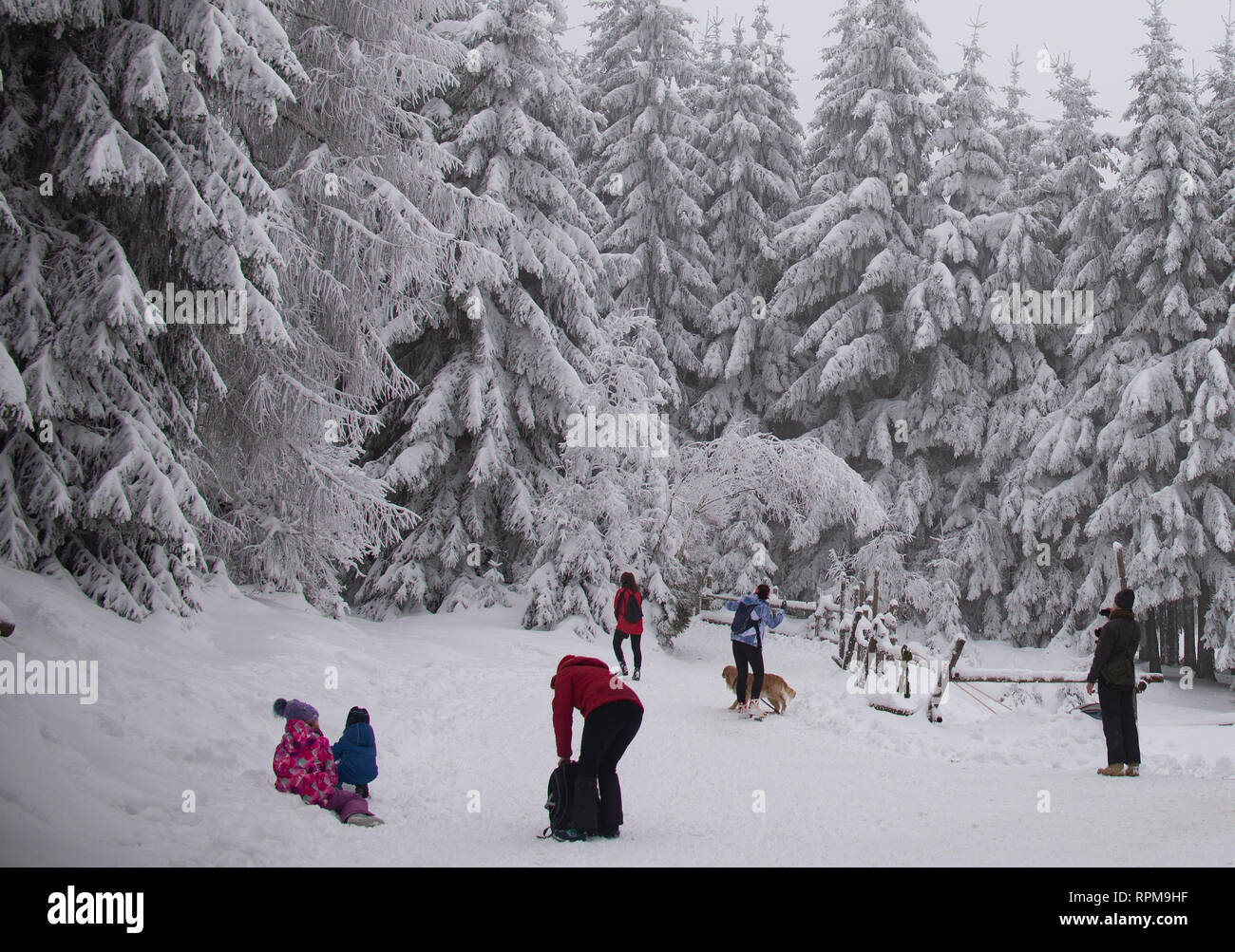 natural winter background - forest Stock Photo - Alamy