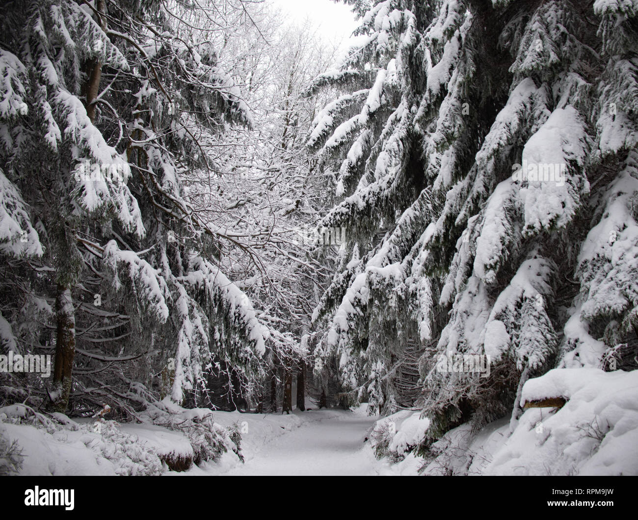 natural winter background - forest Stock Photo - Alamy