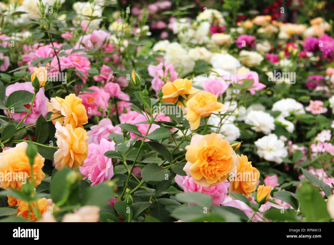 Flower show roses hi-res stock photography and images - Alamy