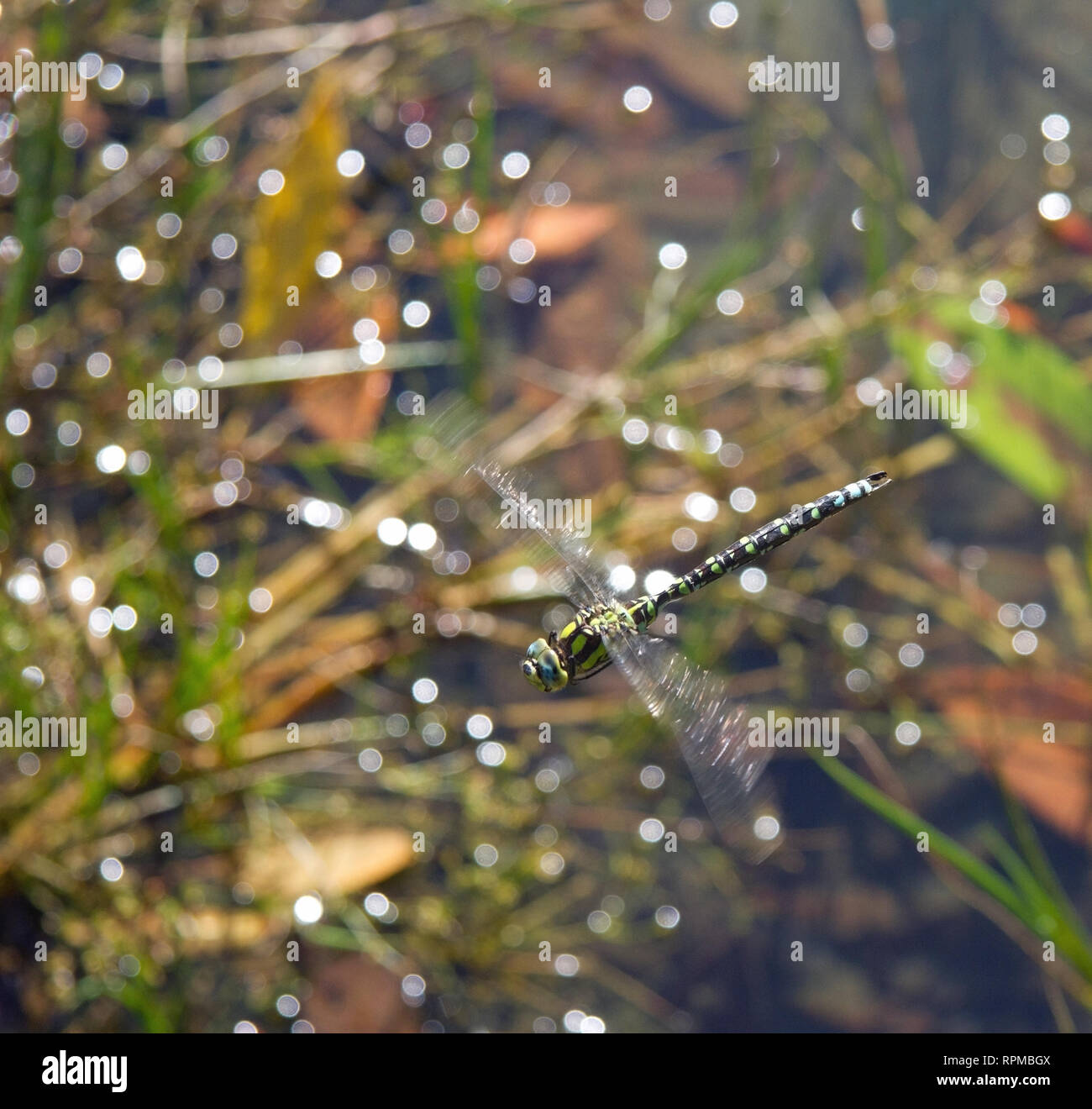 Southern Hawker Dragonfly at Cotehele House and Grounds, Tamar Valley ...
