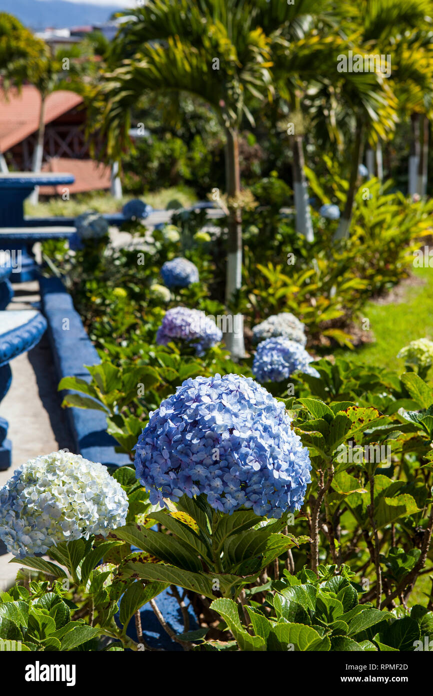 Bright blue Hydrangea macrophylla blooming in a garden. Poas, Costa ...