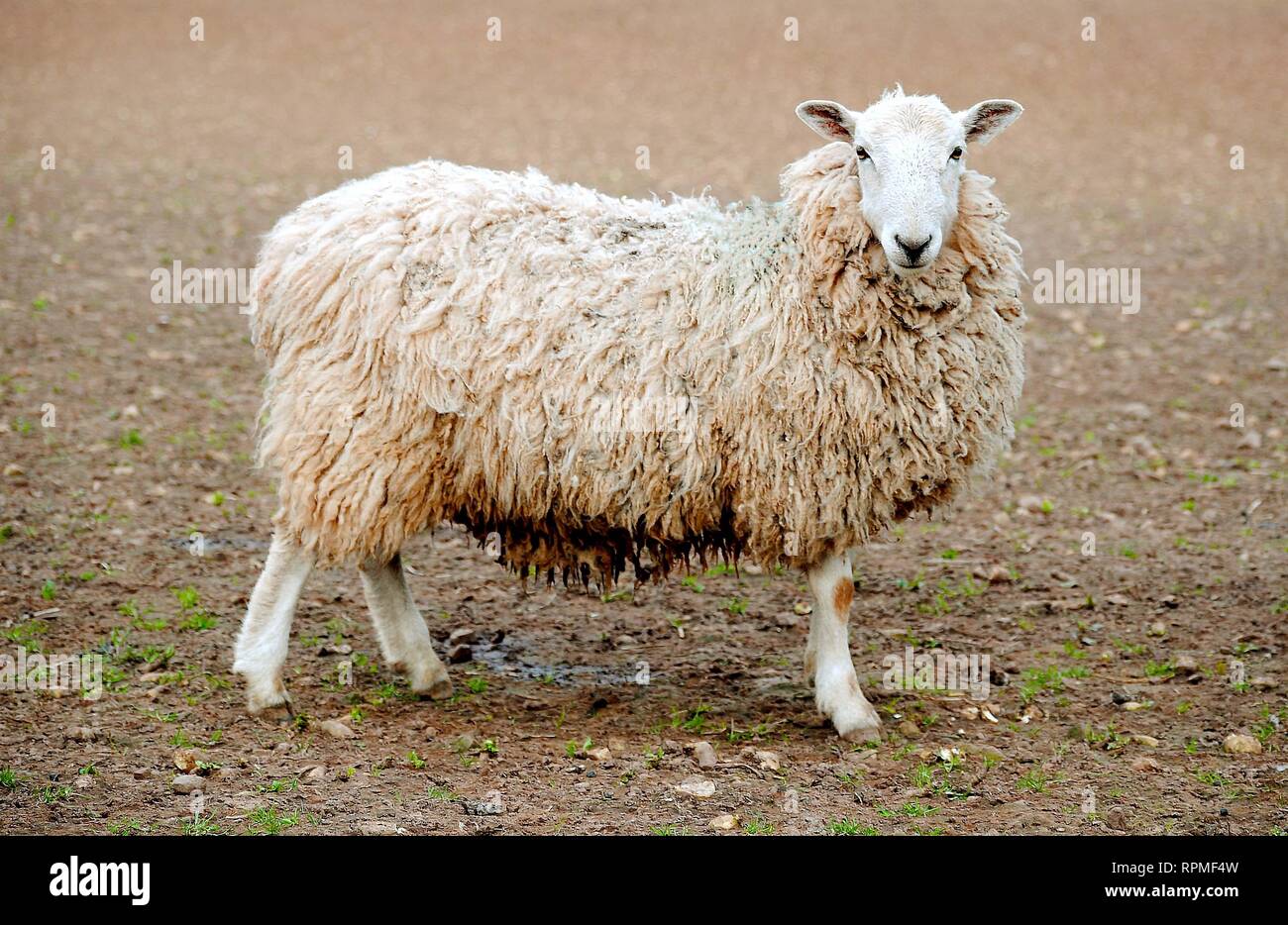 Mammal sheep hi-res stock photography and images - Alamy