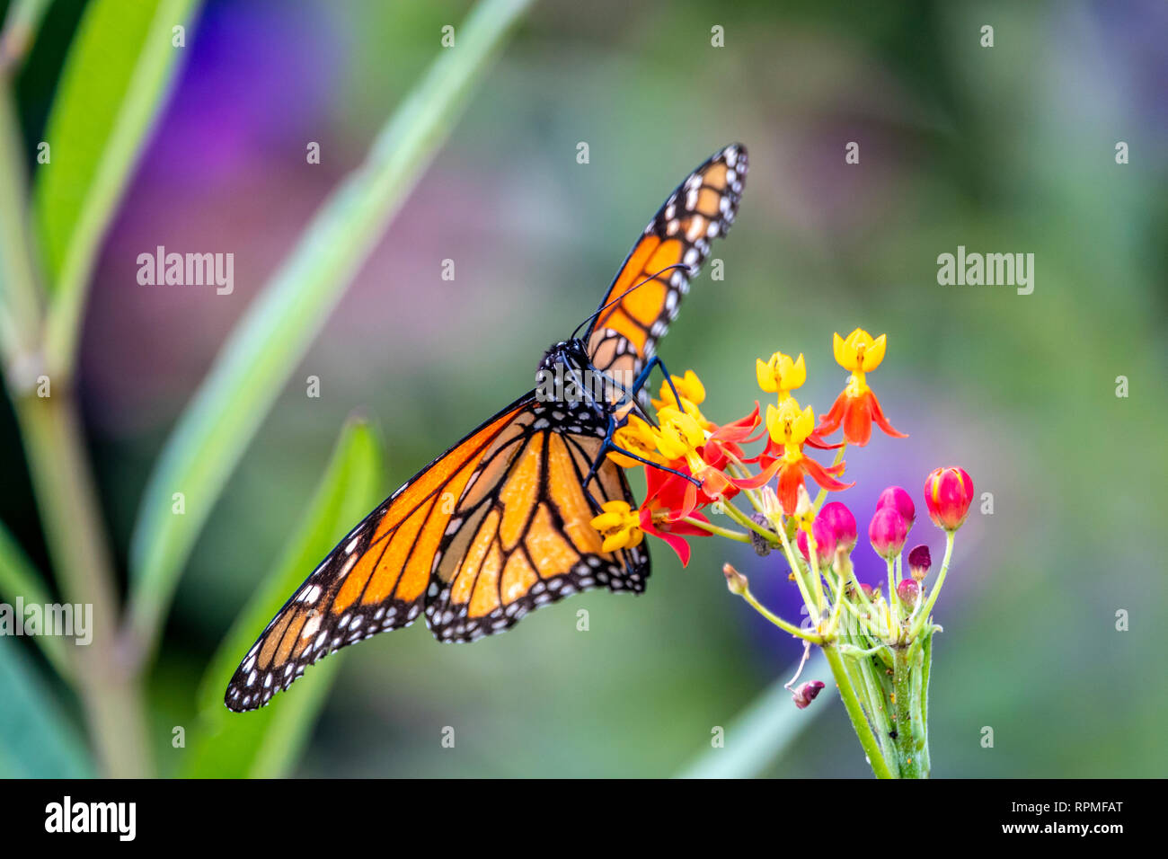monarch butterfly or simply monarch, Danaus plexippus is milkweed ...
