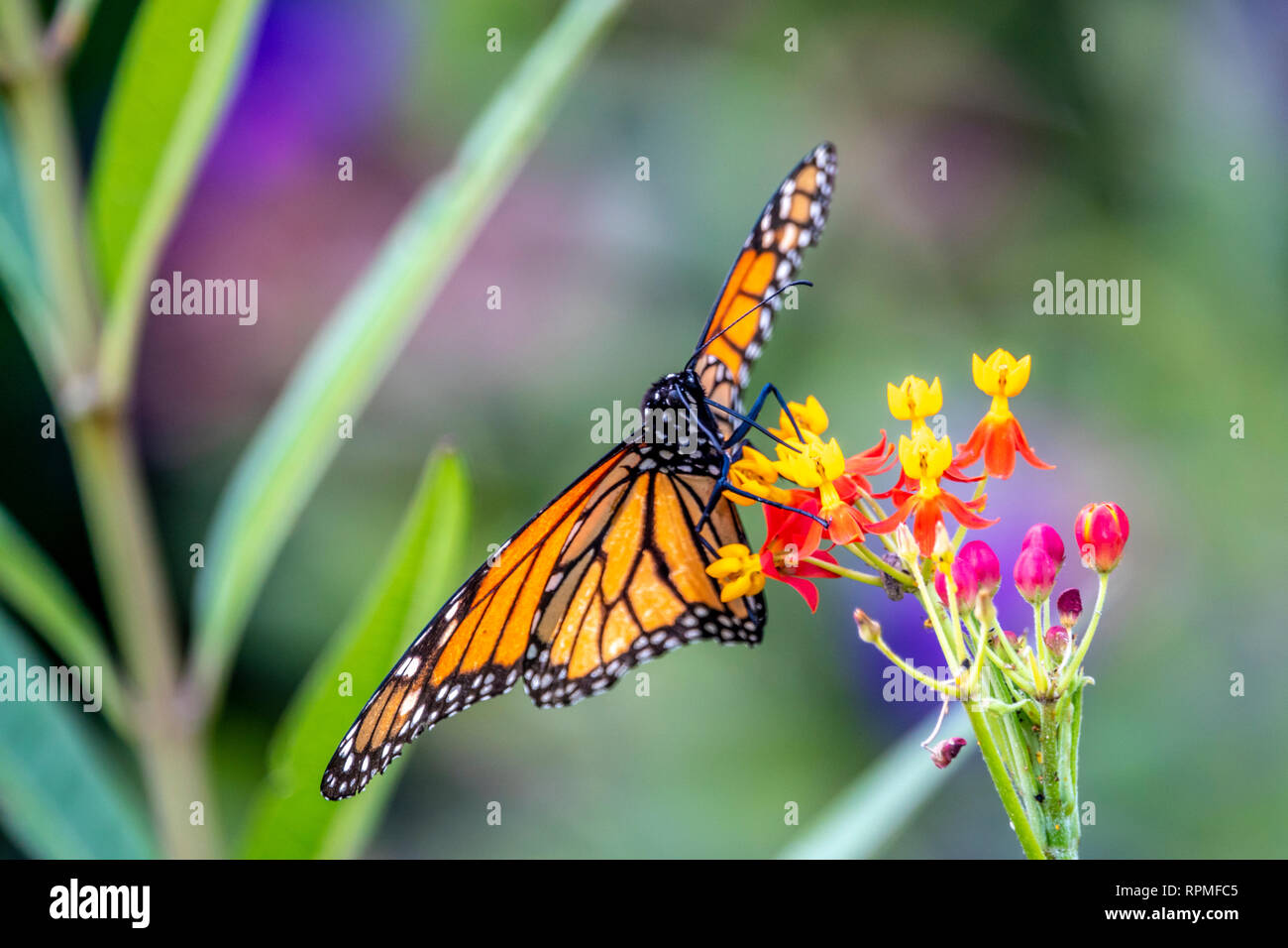 monarch butterfly or simply monarch, Danaus plexippus is milkweed ...