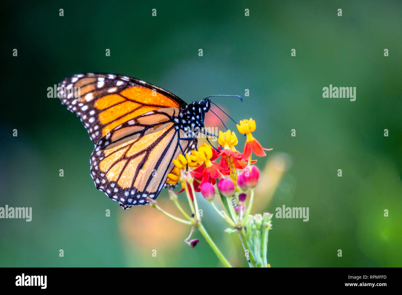monarch butterfly or simply monarch, Danaus plexippus is milkweed ...