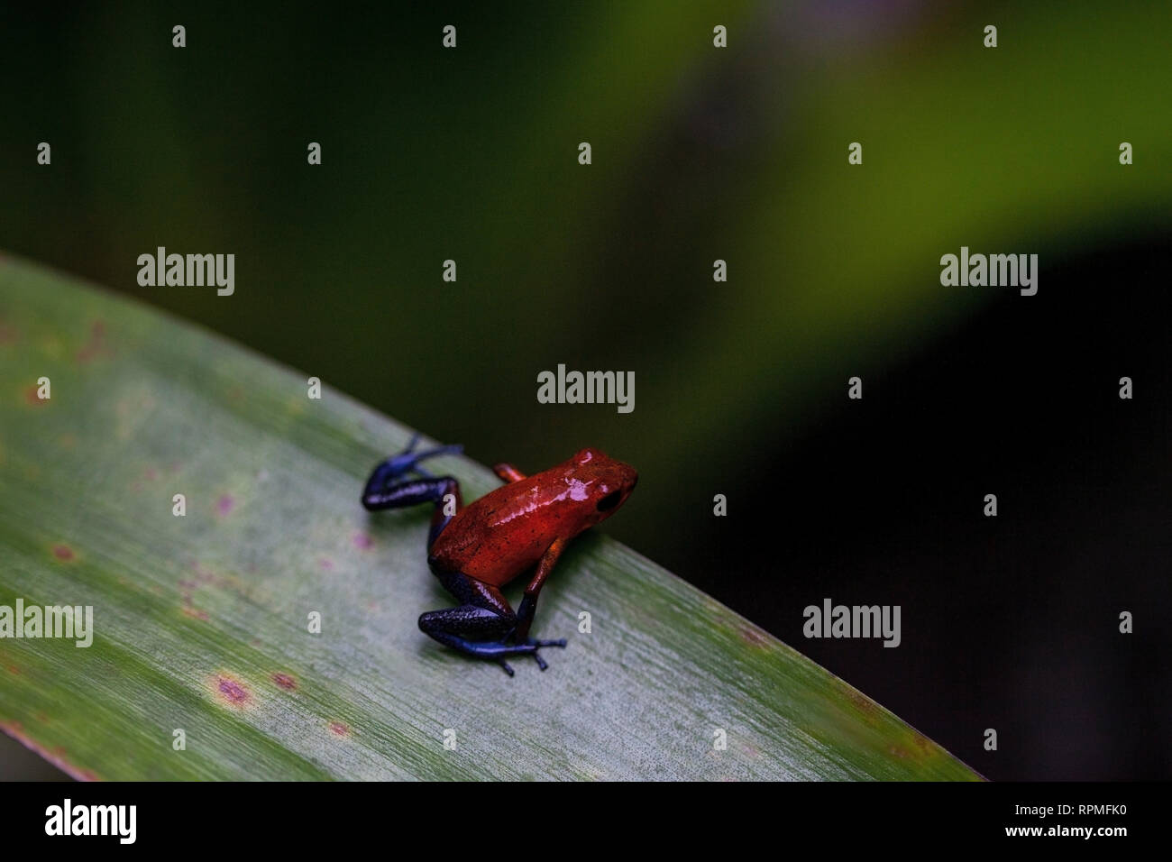 Blue jeans frog sitting on a leaf. Costa Rica rainforest Stock Photo ...