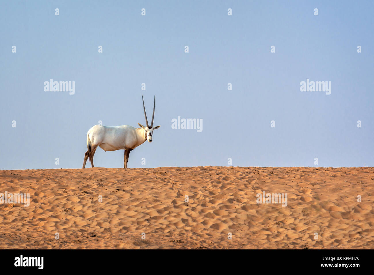 Arabian oryx, also called white oryx (Oryx leucoryx) in the desert near ...