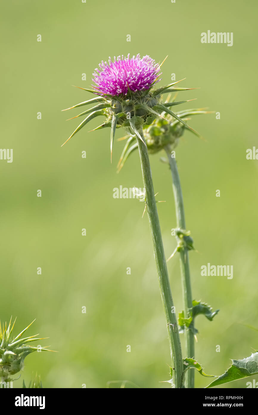 Milk thistle field hi-res stock photography and images - Alamy