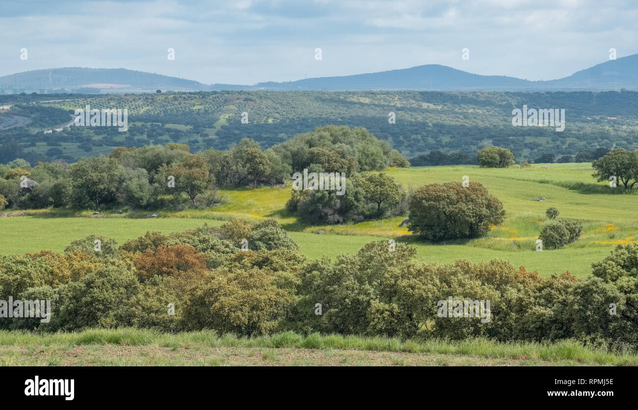 Dehesa extremadura hi-res stock photography and images - Alamy