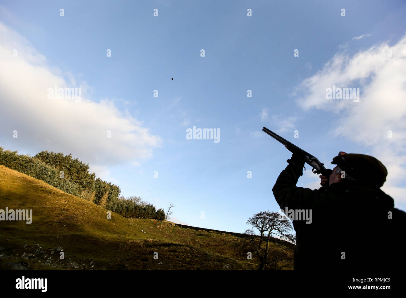 Pheasant shoot with gun dogs Stock Photo - Alamy