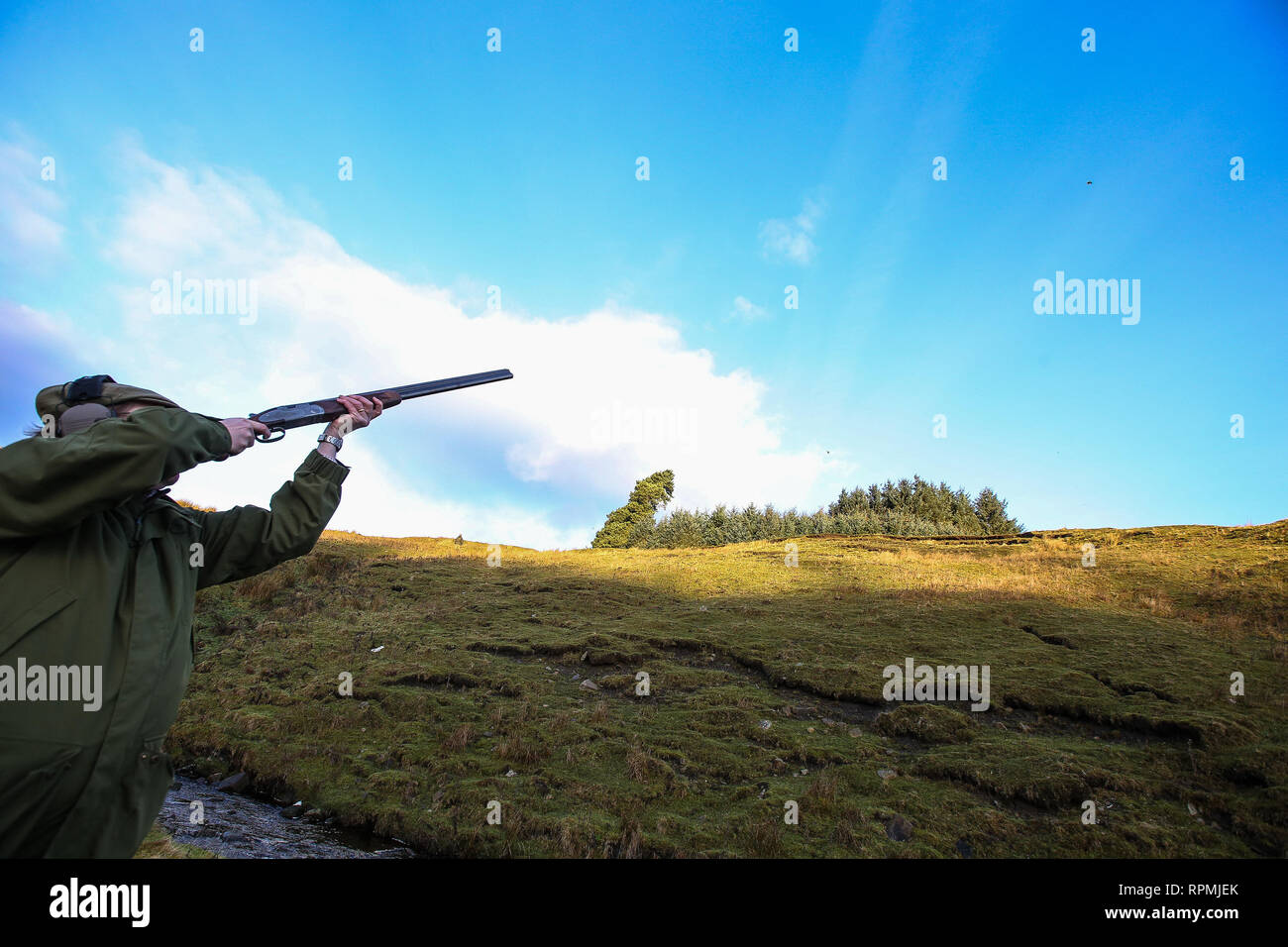 Pheasant shoot with gun dogs Stock Photo - Alamy