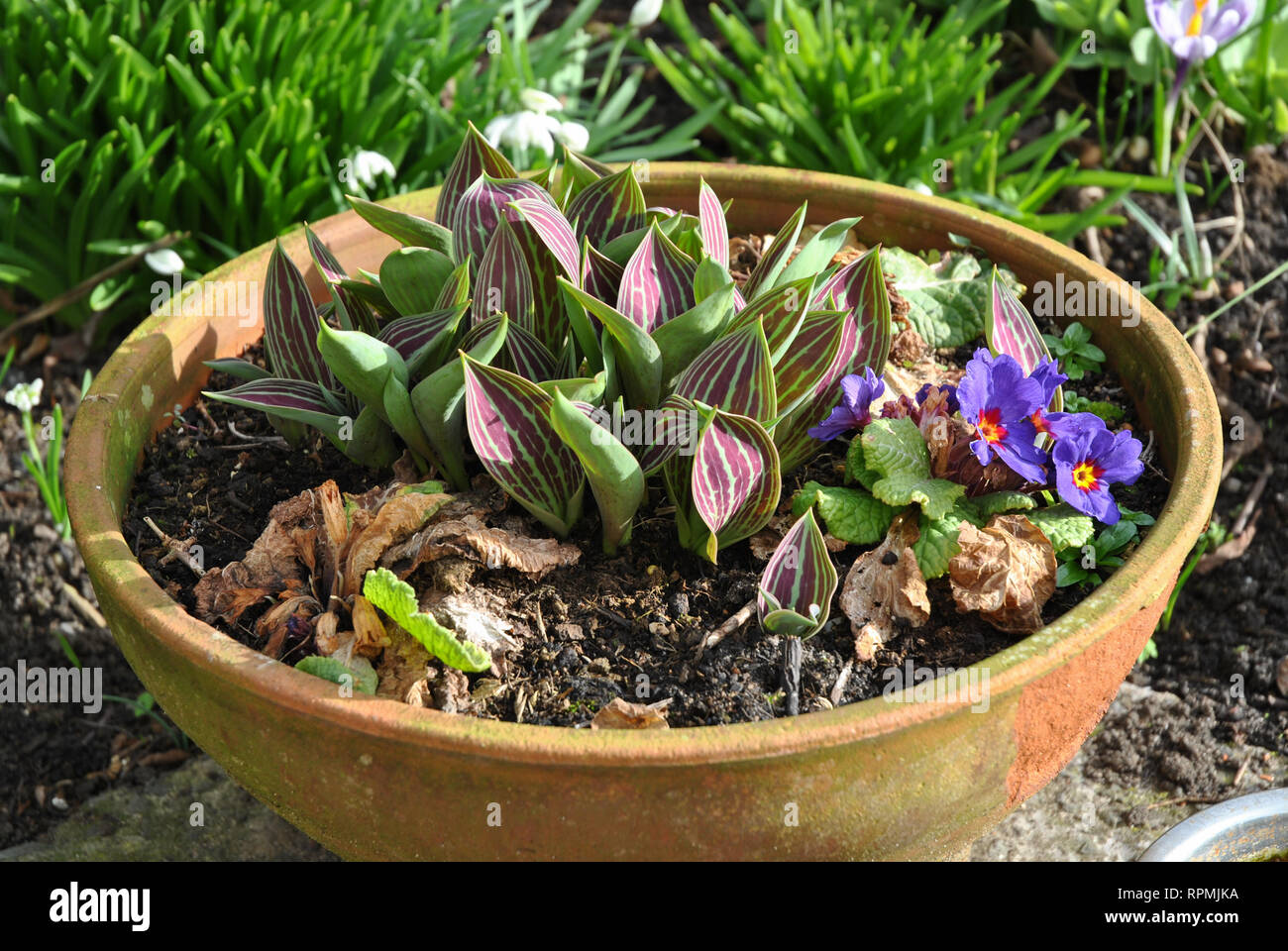 Terracotta plants hi-res stock photography and images - Alamy