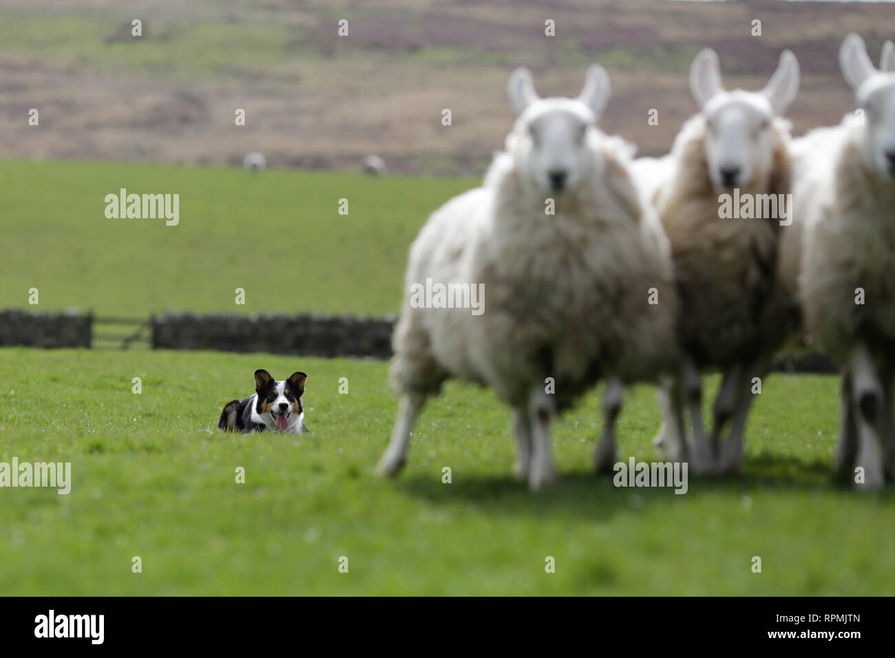 Sheep dog working Stock Photo - Alamy