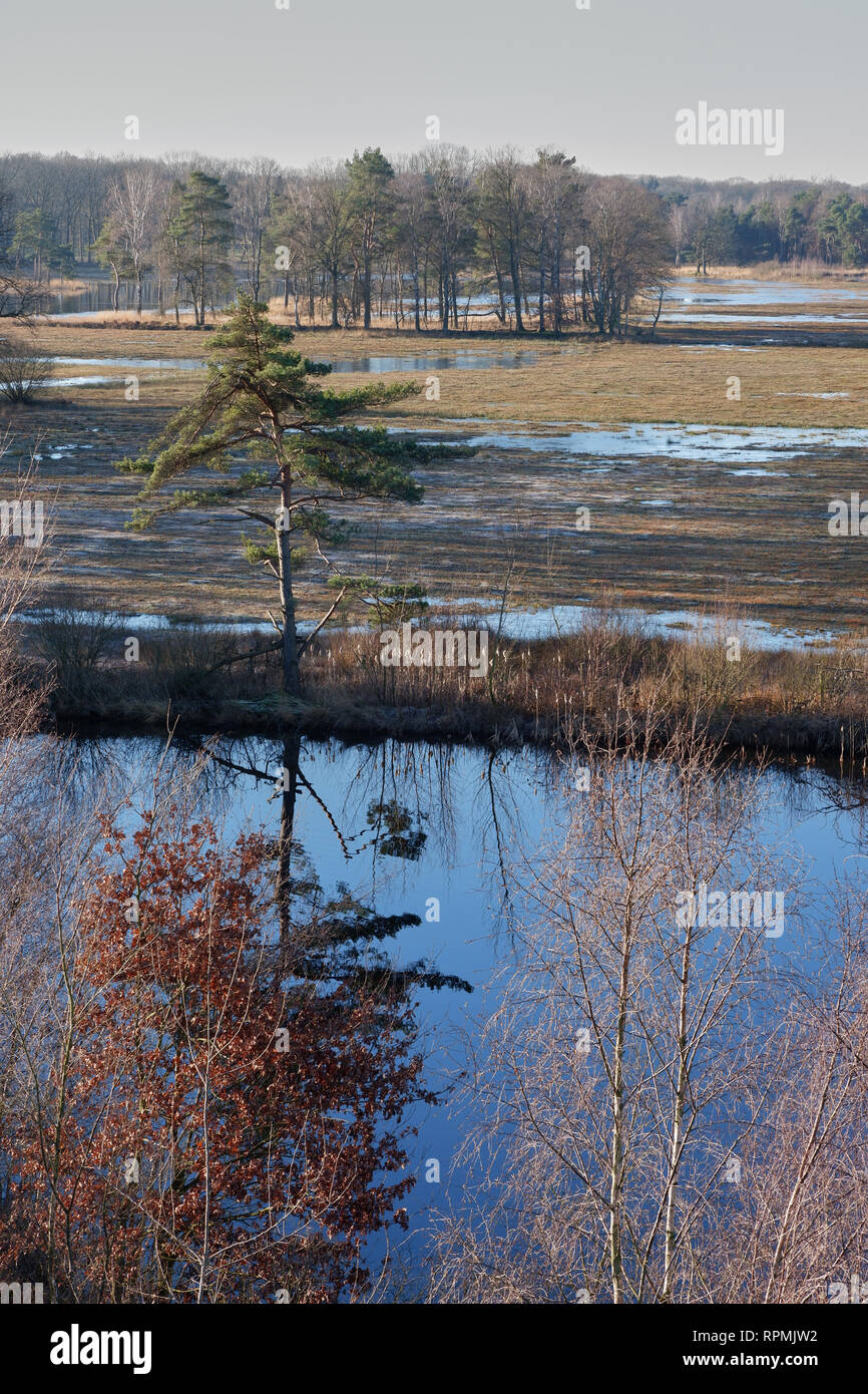Vertical landscape fen at lake Stock Photo - Alamy