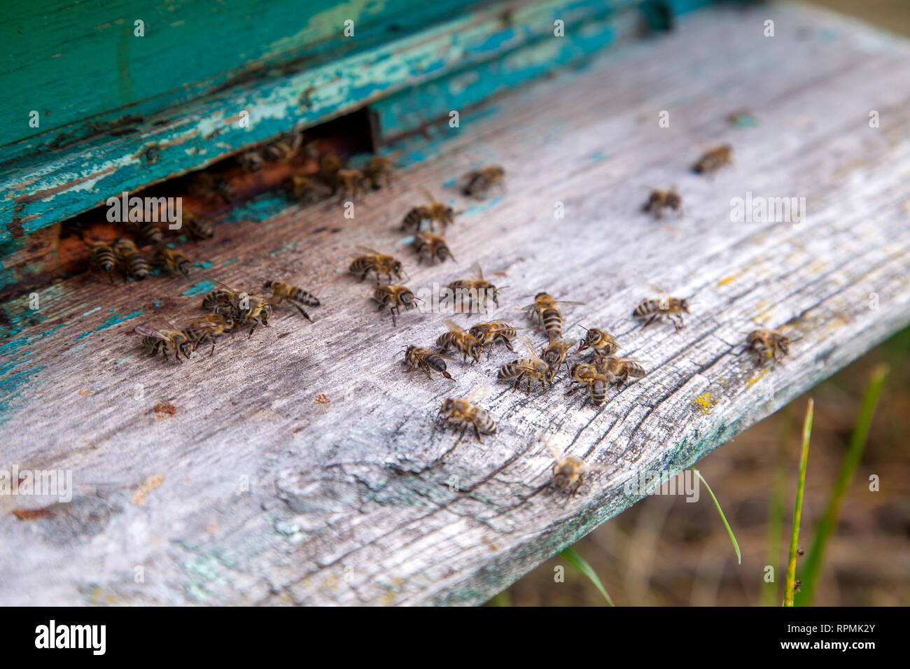 Plenty of bees at the entrance of old beehive in apiary. Busy bees ...