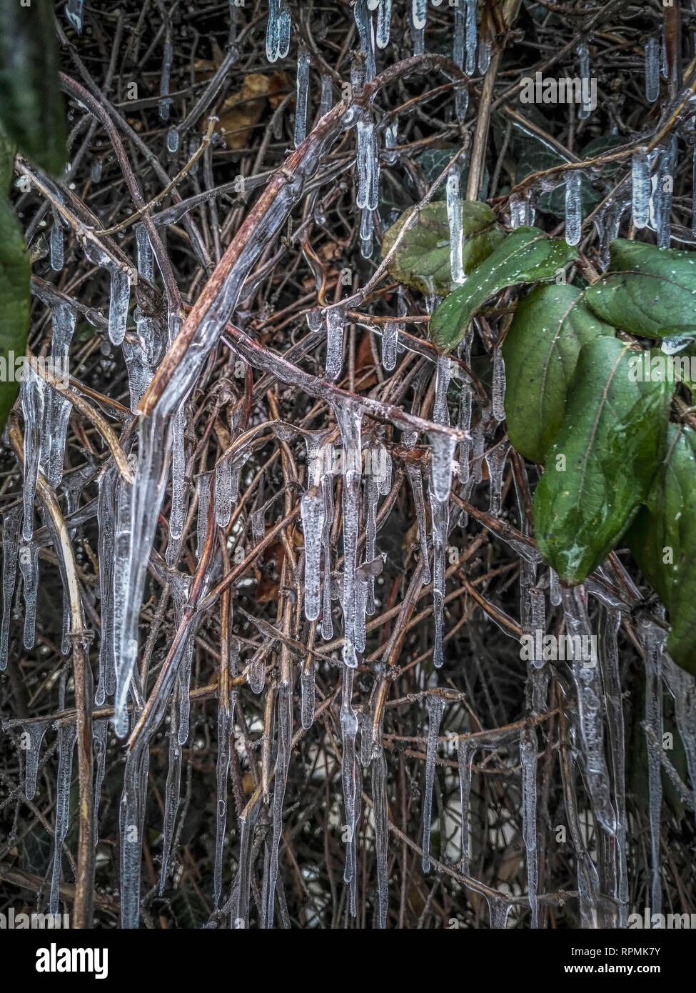 A close-up of branches of a frozen bush in winter Stock Photo - Alamy