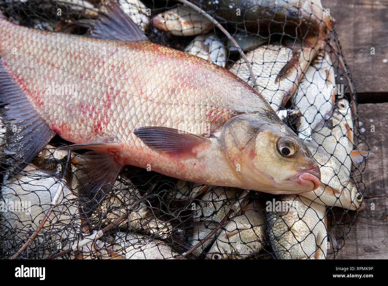 Good catch. Close up view of just taken from the water big freshwater ...