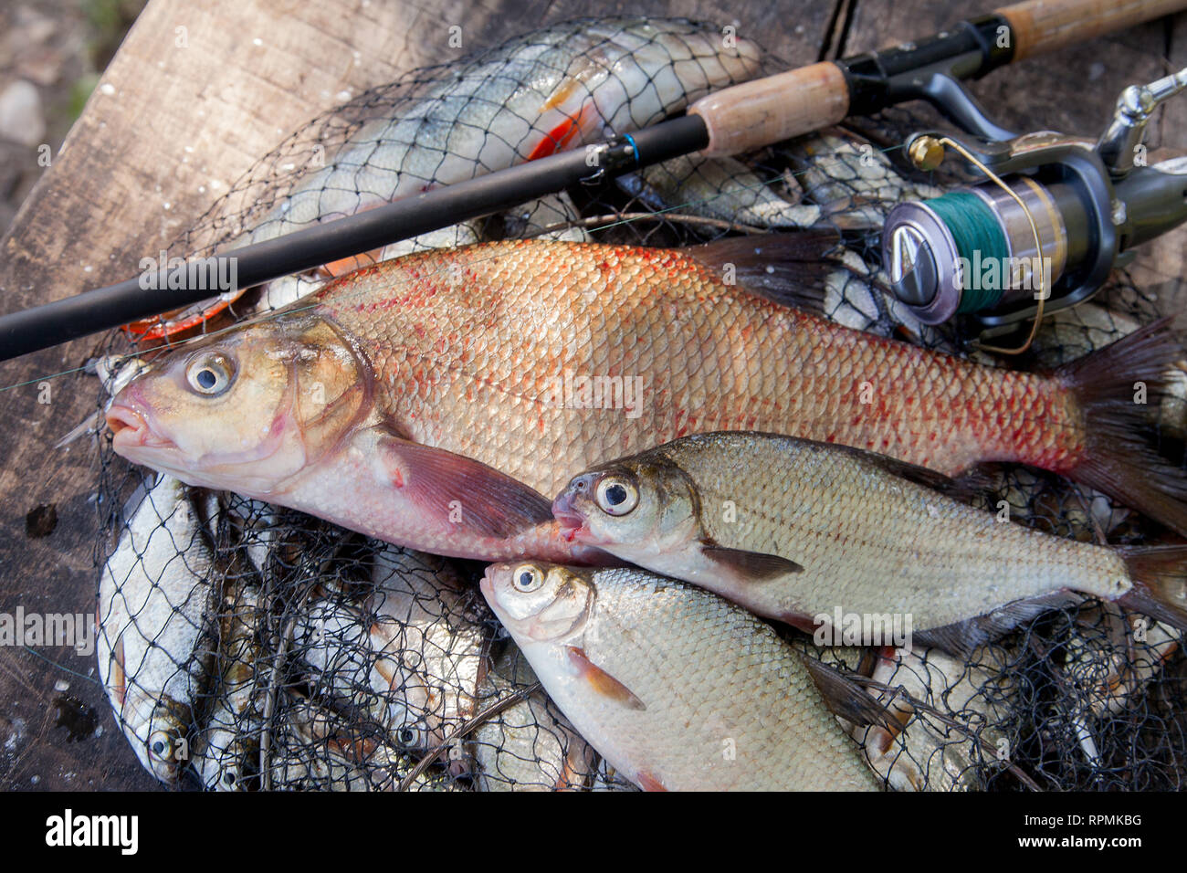 Fishing concept, trophy catch - big freshwater common bream known as ...