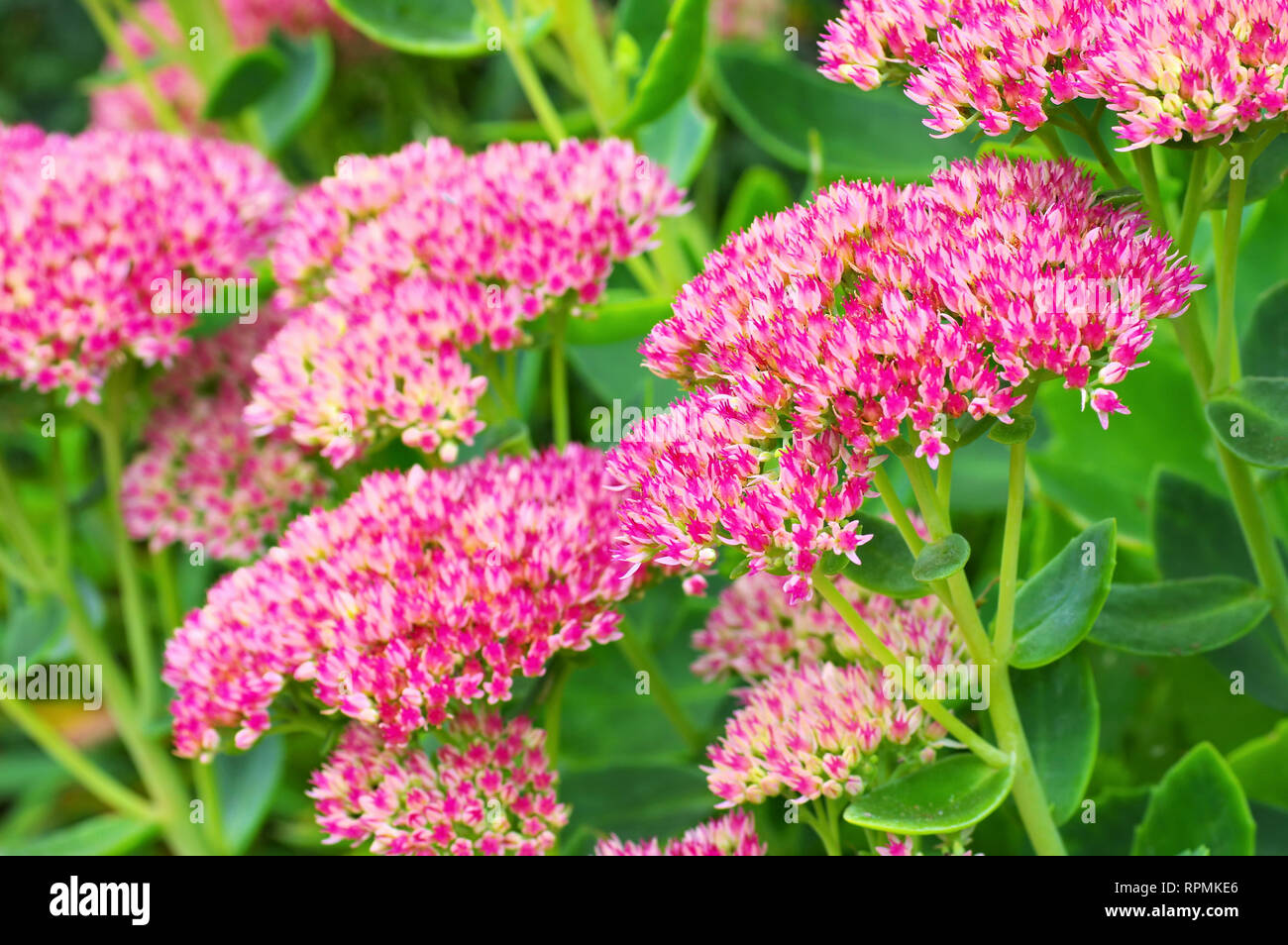 Live forever flower hi-res stock photography and images - Alamy