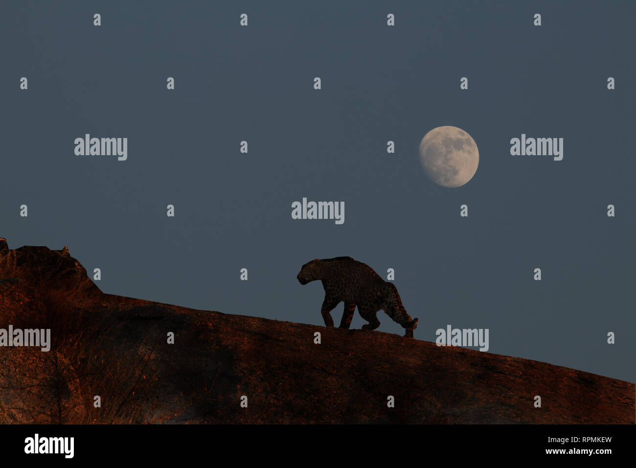 Shutterstock Alamy High Resolution Stock Photography and Images - Alamy