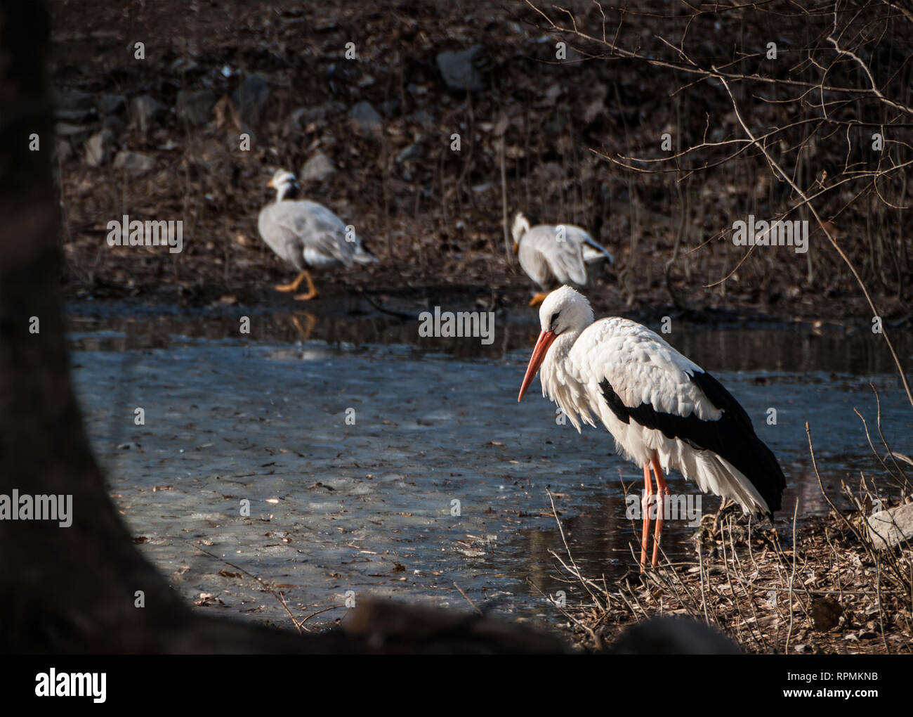 Long beak hi-res stock photography and images - Alamy