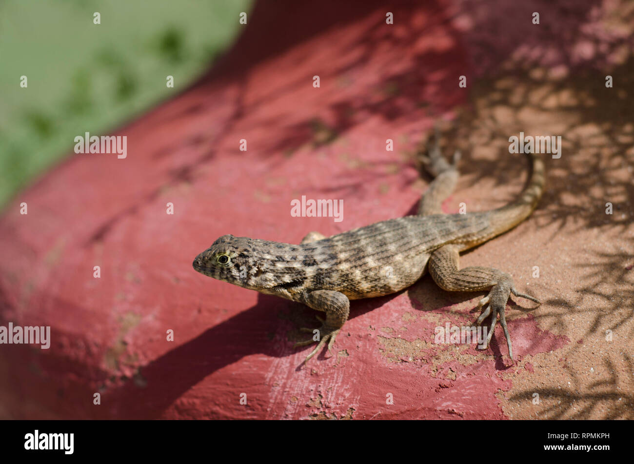 Curly tailed lizard in cuba Stock Photo - Alamy
