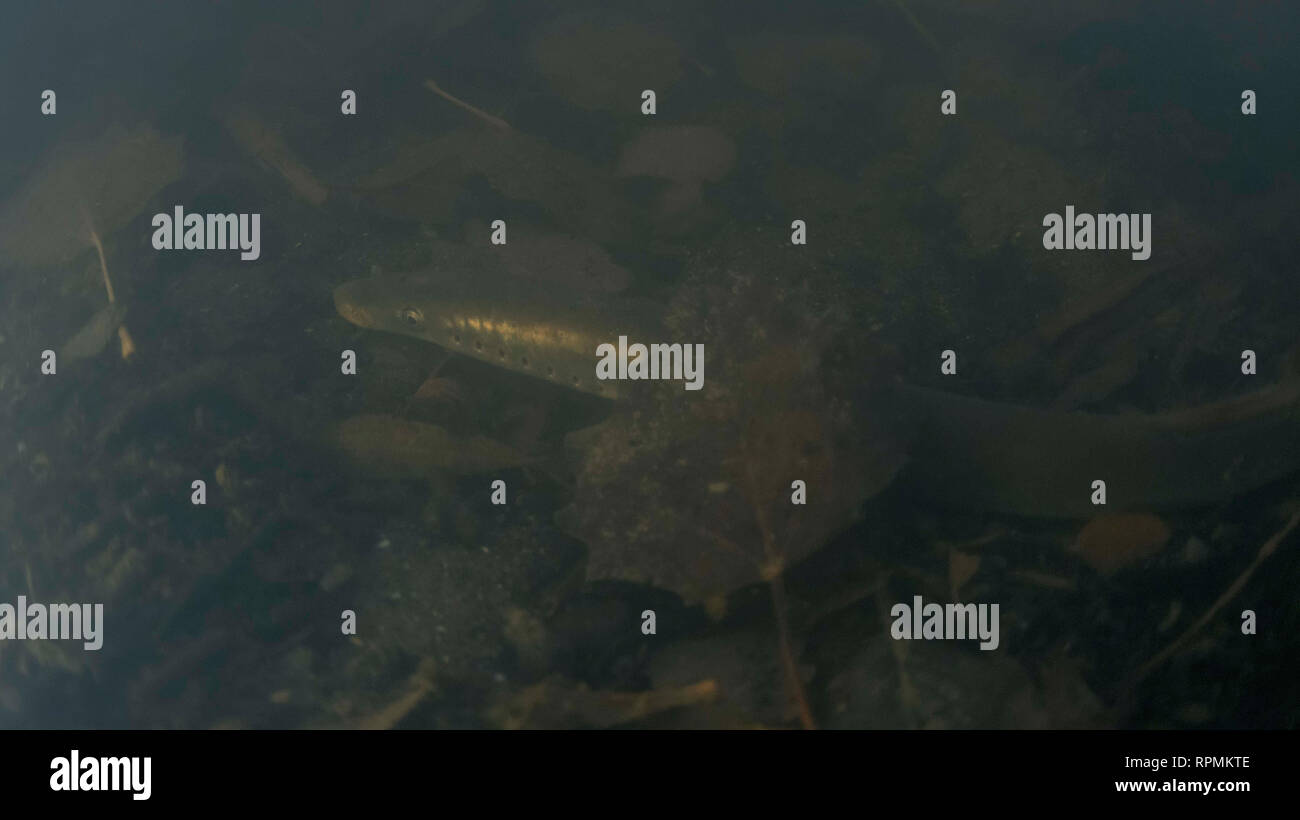 River Lamprey , Lampetra fluviatilis, Adult suck to a rock, Yorkshire ...