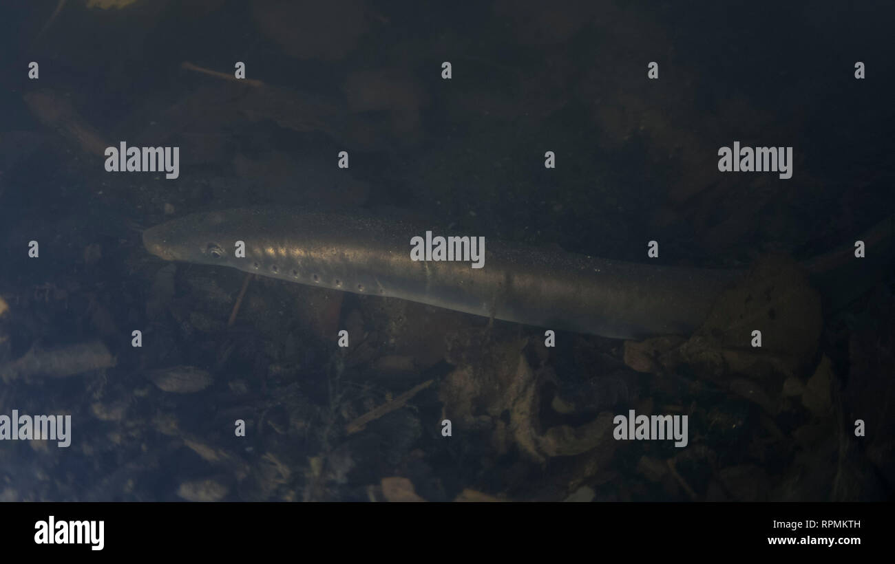 River Lamprey , Lampetra fluviatilis, Adult suck to a rock, Yorkshire ...