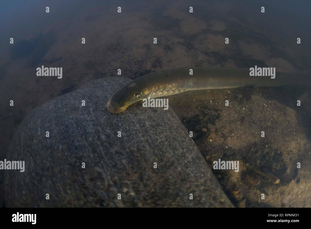 River Lamprey , Lampetra fluviatilis, Adult suck to a rock, Yorkshire ...