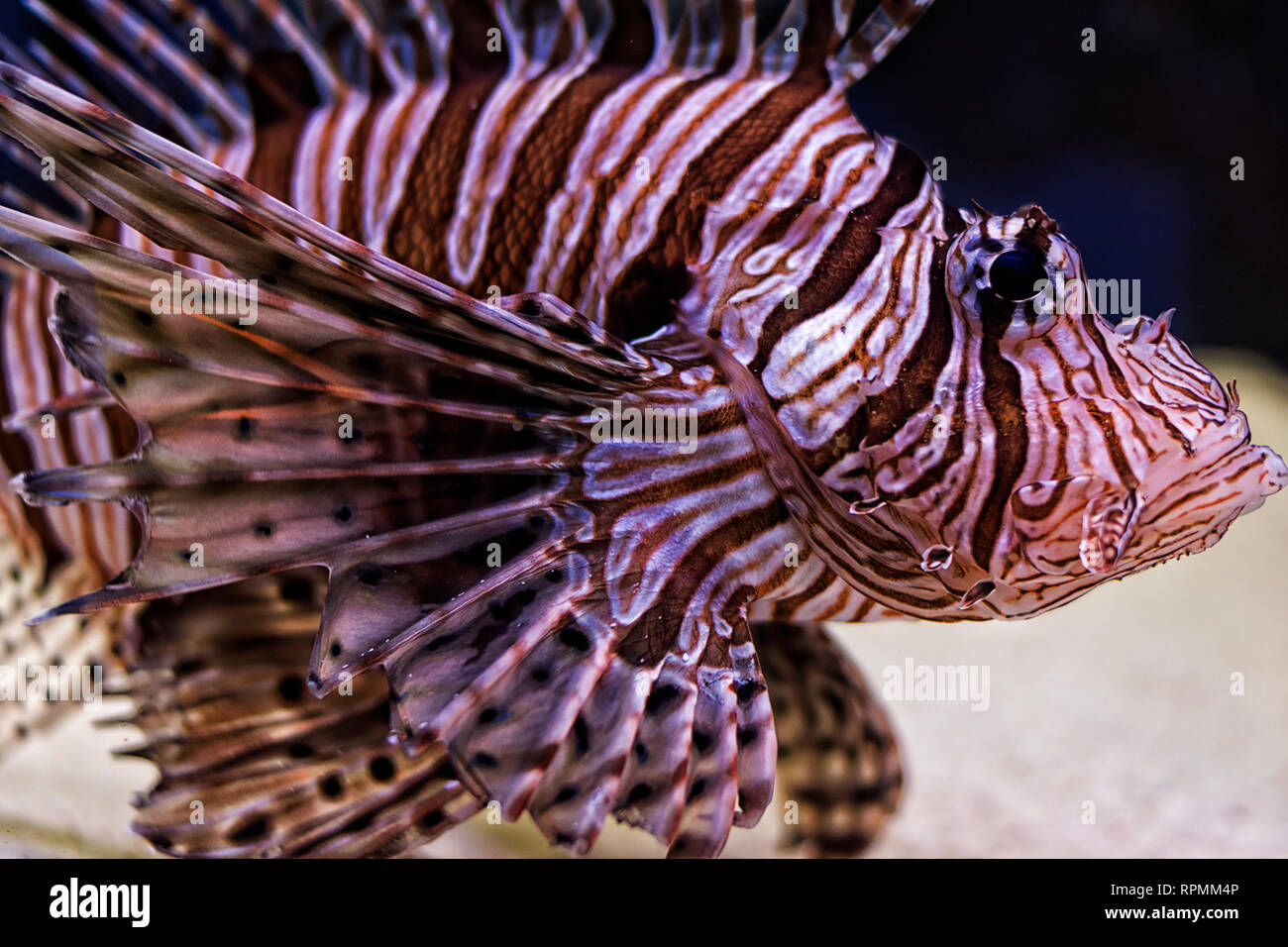 Poisonous fish hi-res stock photography and images - Alamy