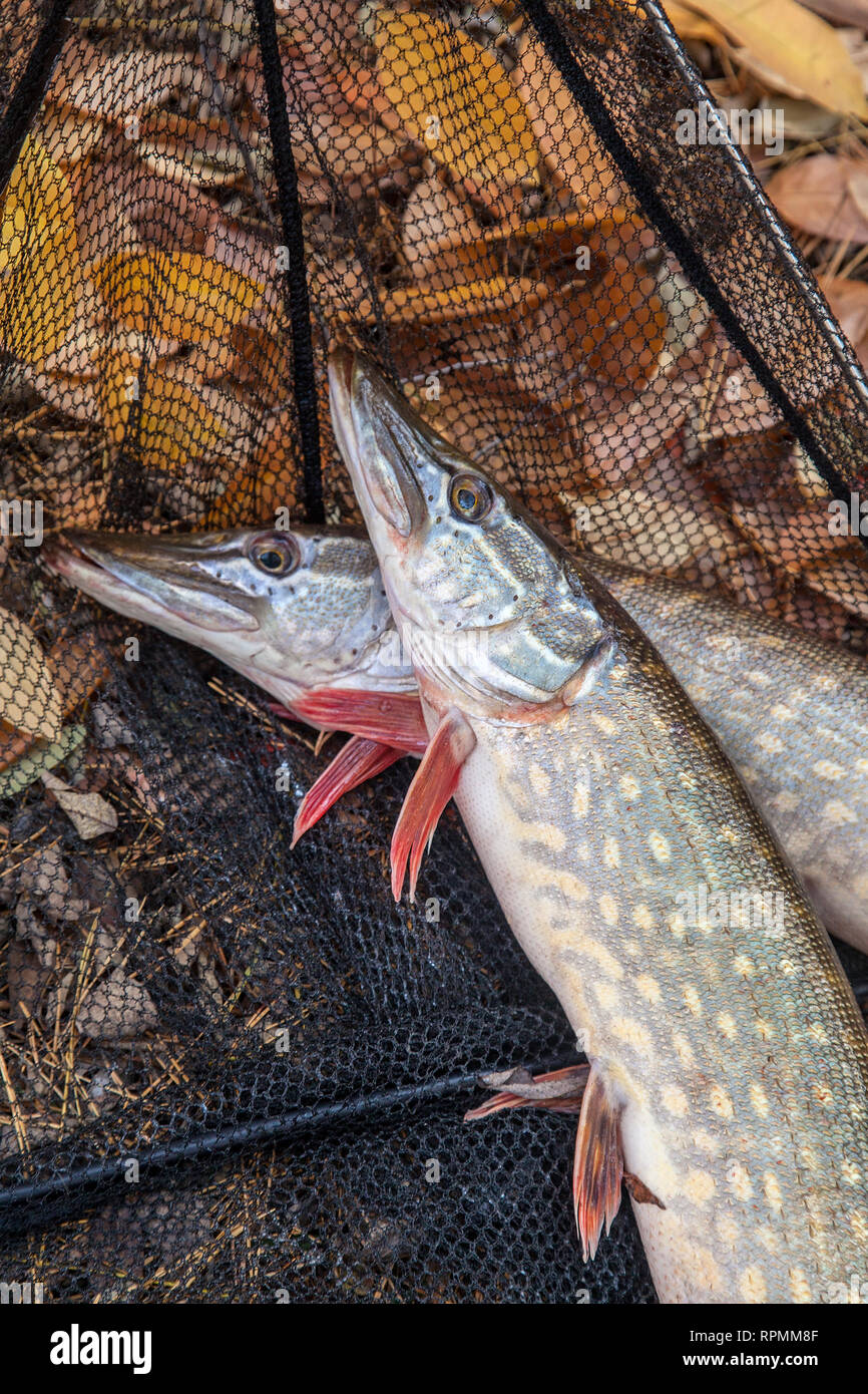 Fishing concept, trophy catch - big freshwater pikes fish know as Esox ...