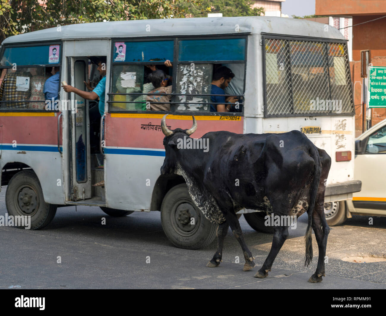 Stray cow walking near a bus on street, Jaipur, Rajasthan, India Stock ...