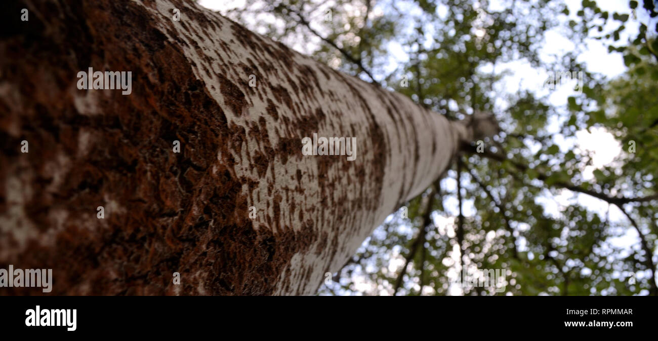 European white birch tree, Betula pendula Stock Photo - Alamy