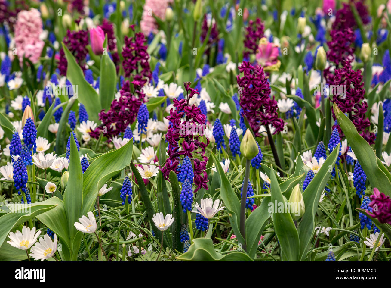 Colored hyacinths on a blooming meadow Stock Photo - Alamy