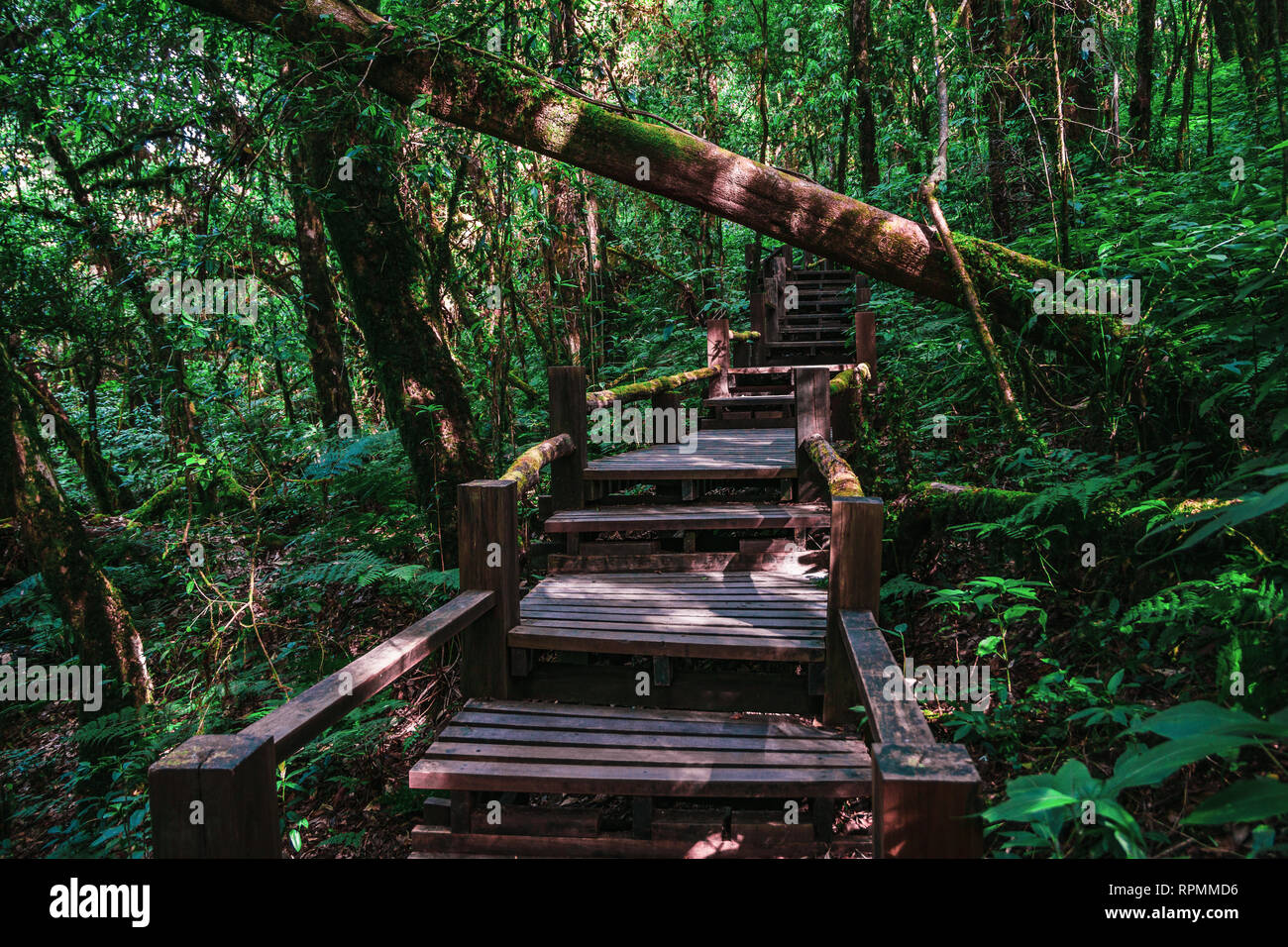Beautiful rainforest ang ka hi-res stock photography and images - Alamy
