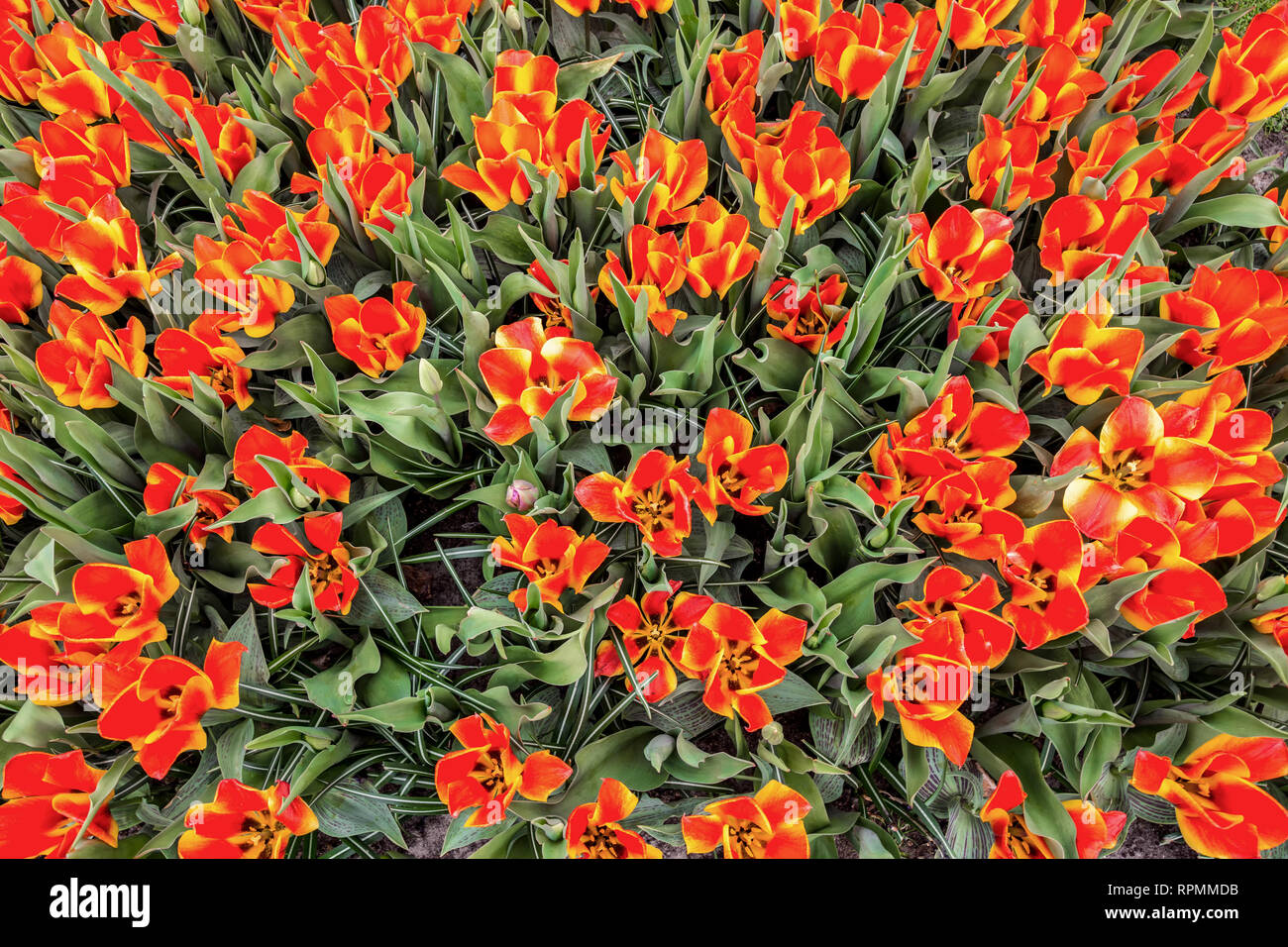 Tulips from above hi-res stock photography and images - Alamy