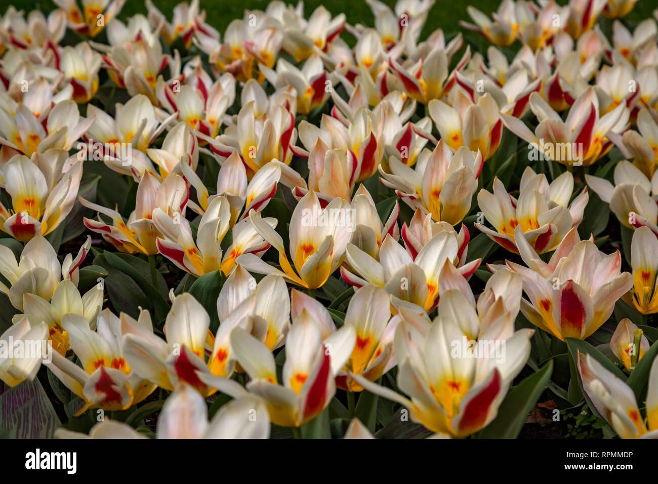 Rare tulips hi-res stock photography and images - Alamy